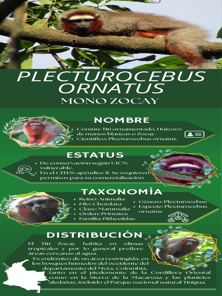 Tití Ornamentado: Hábitat y Conservación | PDF | Zoología