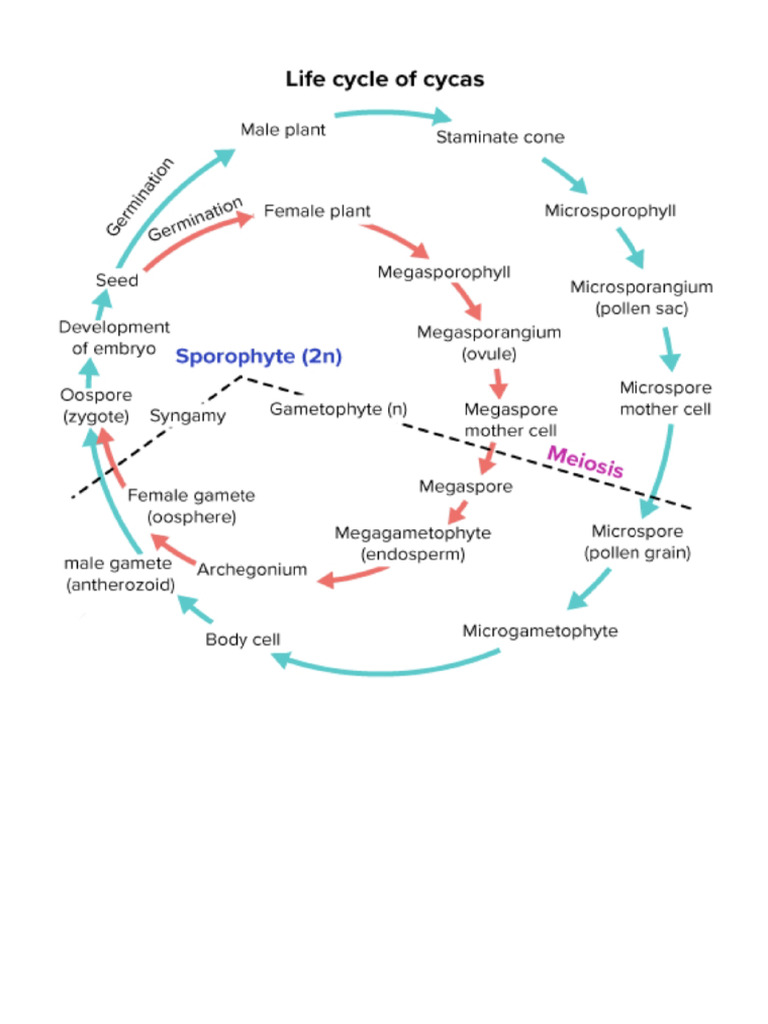 Life Cycle Cycus | PDF