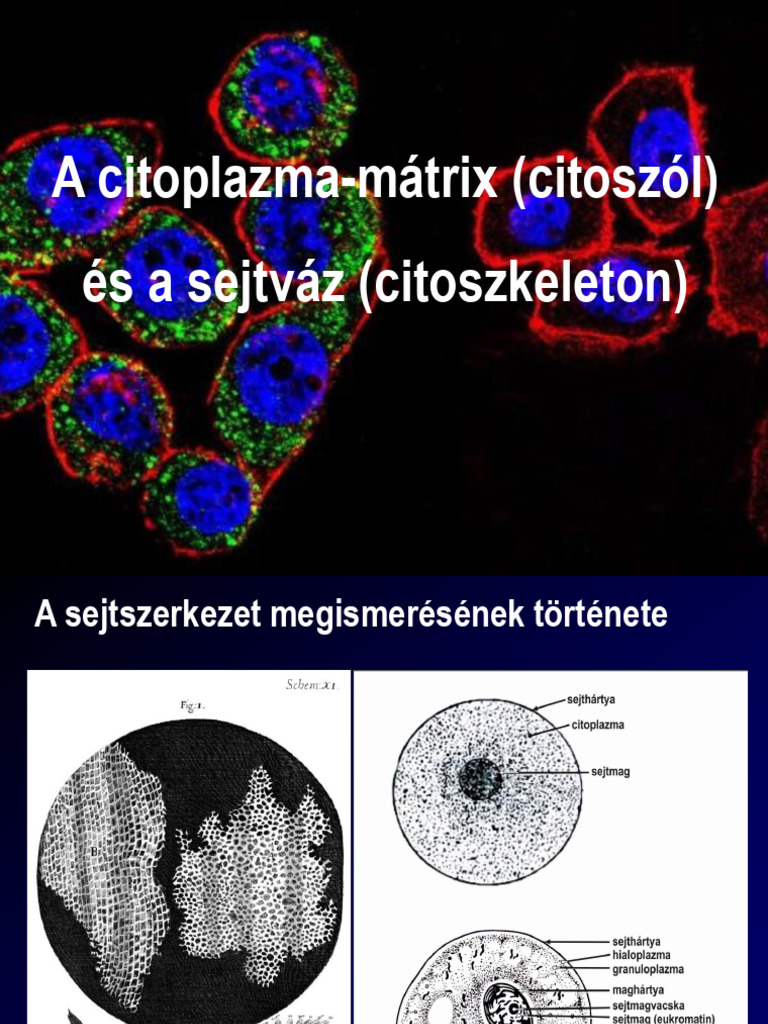 04EA Citoplazma 2024 | PDF