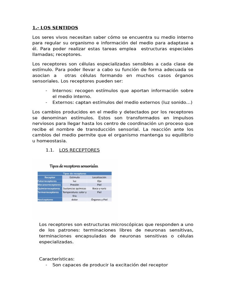Funciones y Estructuras de los Sentidos | PDF | Hueso | Músculo