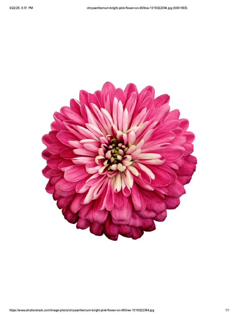 Chrysanthemum Bright Pink Flower On 600nw 1019322394 | PDF