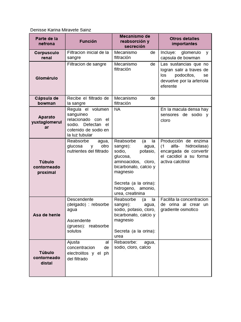 Partes y funciones de la nefrona | PDF | Sistema urinario | Riñón