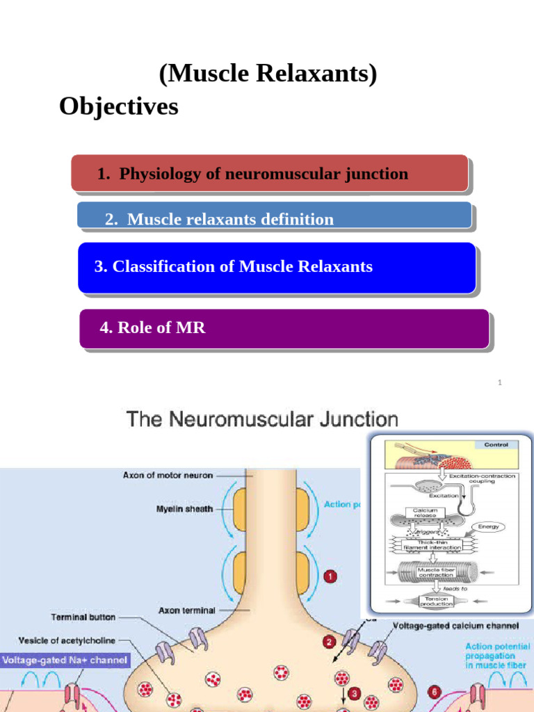 Muscle relaxants | PDF | Neuromuscular Junction | Acetylcholine