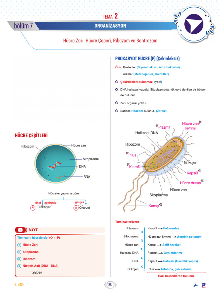 9.Sinif Biyoloji Prokaryot Okaryot Hucre Zari Hucre Duvari Konu Anlatimi | PDF