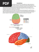 Cortes Sagital e Coronal em Neuroanatomia | PDF | Anatomia | Orelha