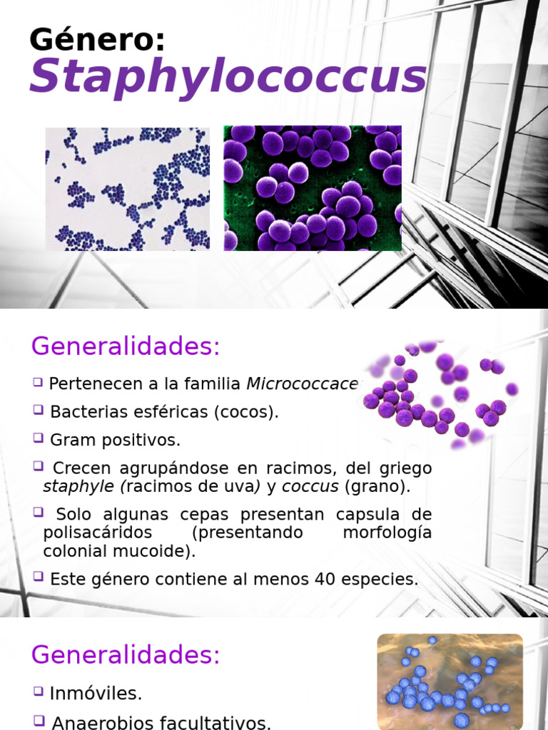 14 Clase Genero Staphylococcus | PDF | Staphylococcus Aureus ...