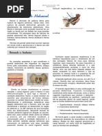Anatomia da Região Inguinal e Canal Inguinal | PDF | Testículo | Anatomia