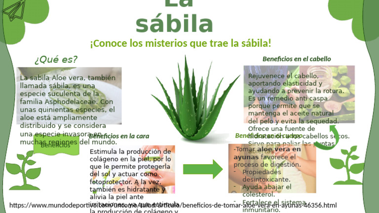 La sábila | PDF