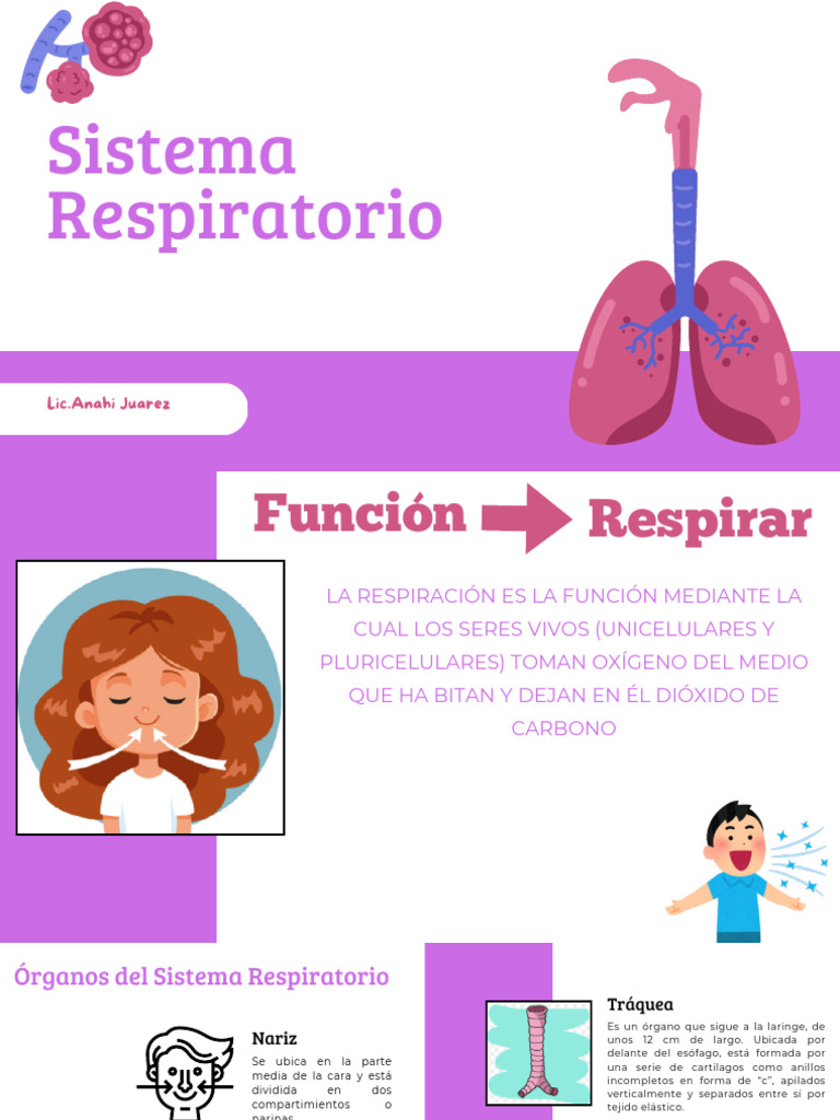Sistema_respiratorio | PDF | Nariz humana | Laringe