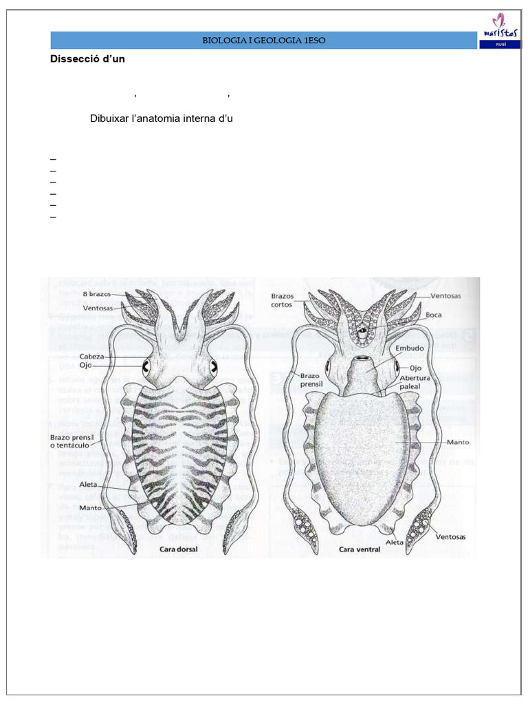 Pràctica 3 - CALAMAR-SEPIA | PDF
