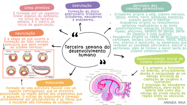 3° Mapa Mental Embriologia | PDF | Anatomia | Morfologia (Biologia)