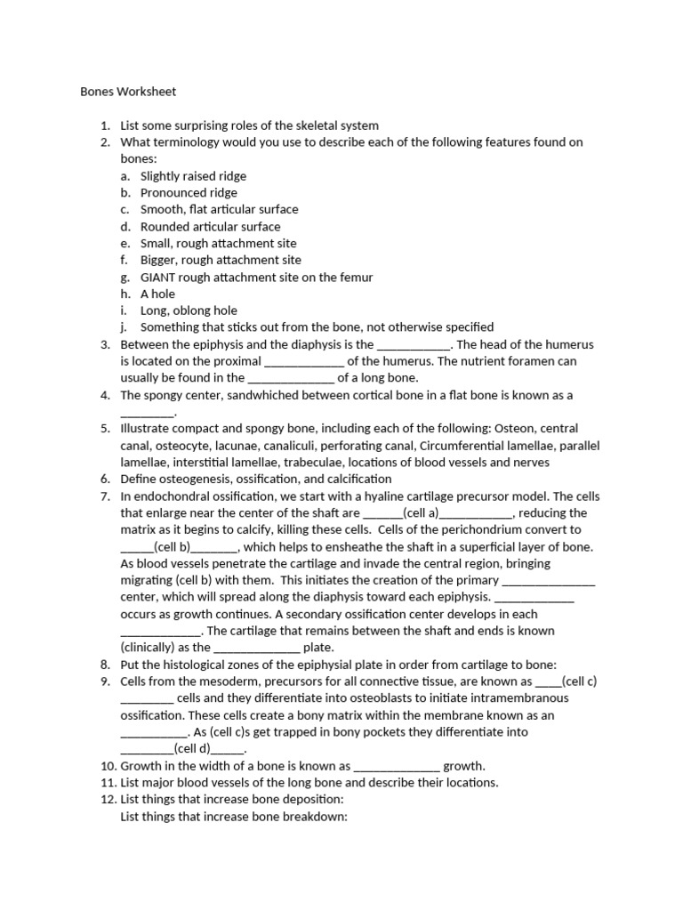 Bones - 1 Optional Worksheet | PDF | Bone | Tissue (Biology)