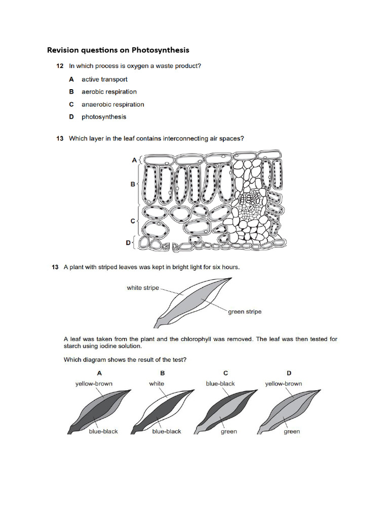 Questions for Photosynthesis | PDF