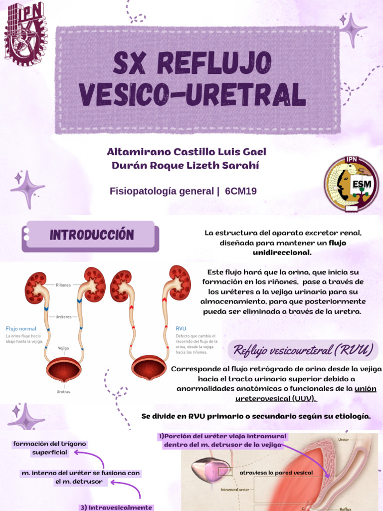 SX Reflujo Vesic | PDF | Sistema urinario | Sistema genitourinario