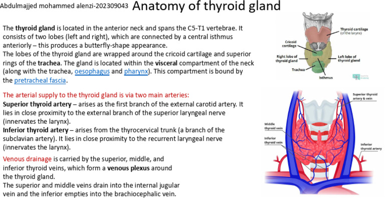 Thyroid Gland: Oesophagus Pharynx Pretracheal Fascia | PDF