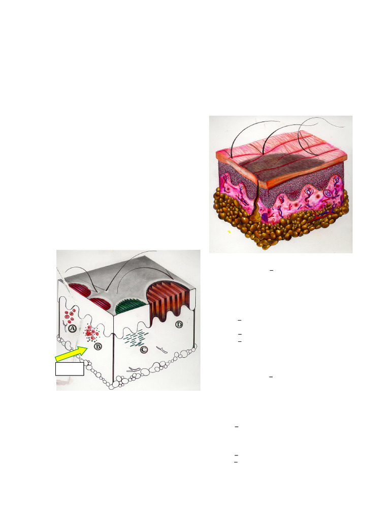 Semiotécnica em Dermatologia: Lesões Cutâneas | PDF | Pele | Necrose