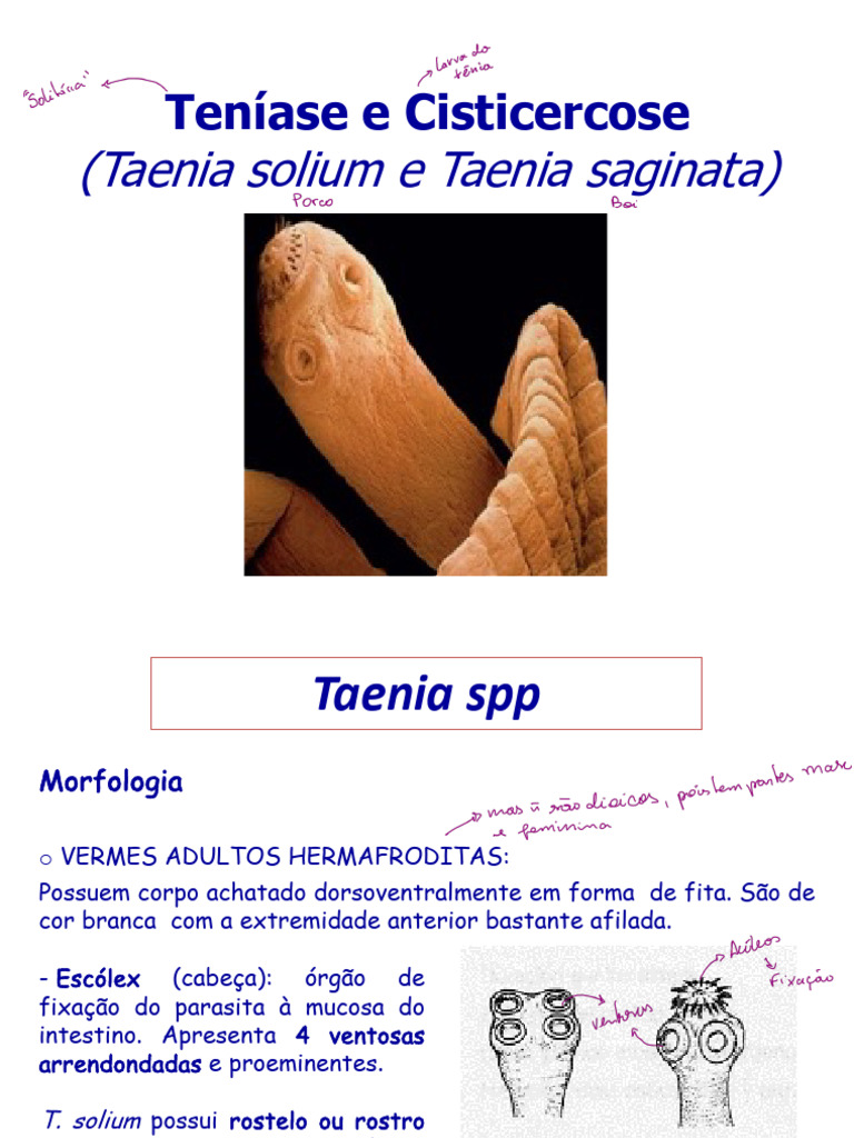 Morfologia e Ciclo de Taenia spp. | PDF | Especialidades médicas ...
