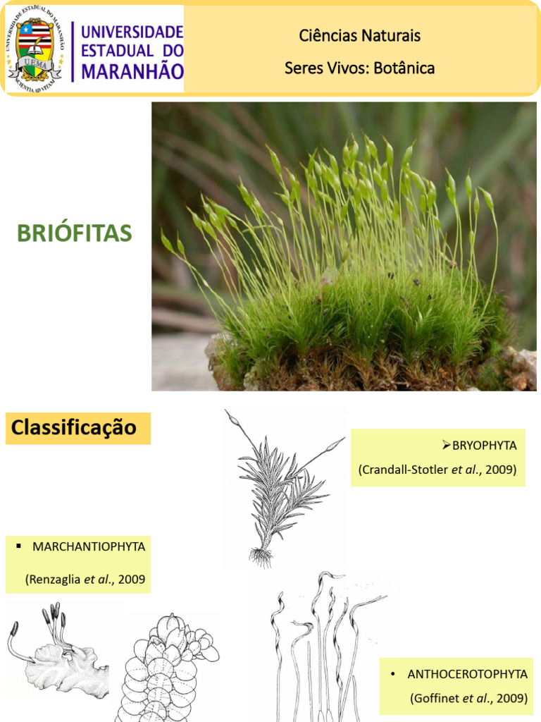 Briófitas 2 | PDF | Musgo | Morfologia vegetal