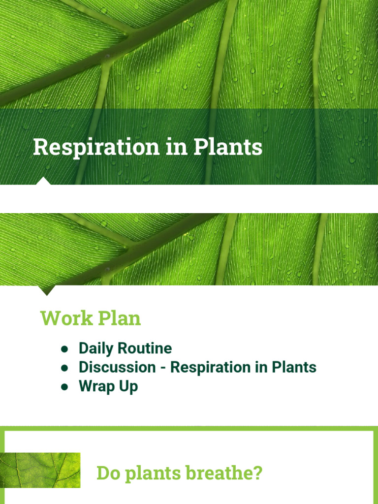 Respiration in Plants | PDF