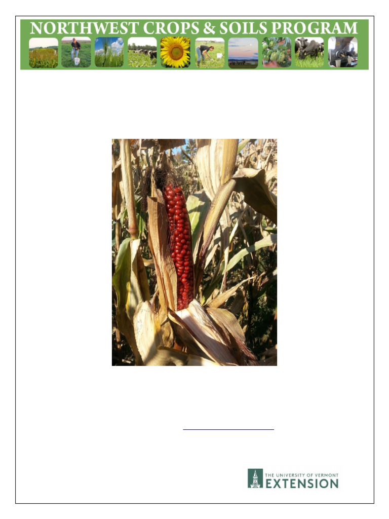 2022 Grain Corn Report Final | PDF | Maize | Flour