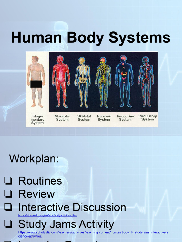 Google Slide 2.4 Human Body Systems | PDF | Central Nervous System | Neuron