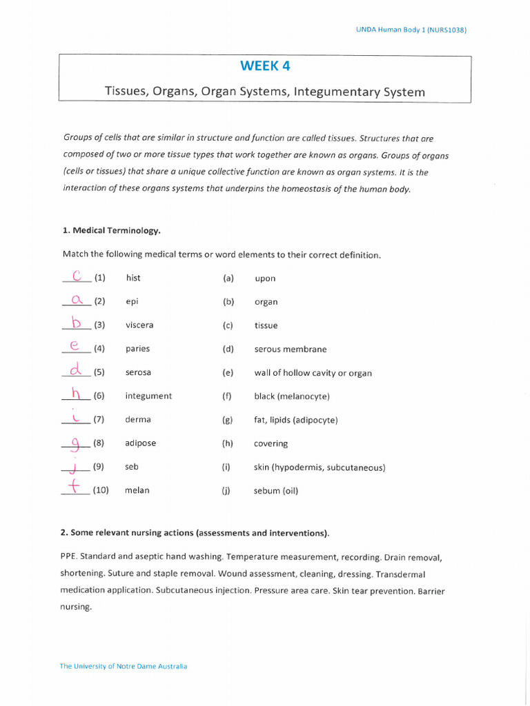 2024 Week 4 Tutorial Workbook Answers (Tissues, Integumentary) | PDF