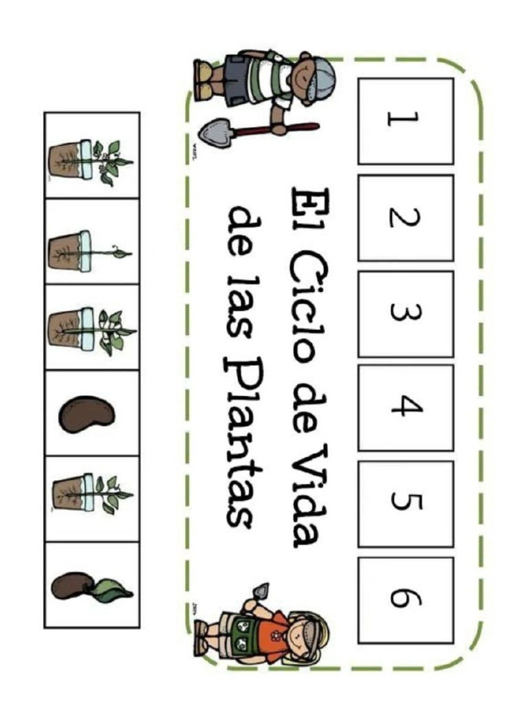 Actividades Ciclo de Vida de Las Plantas | PDF