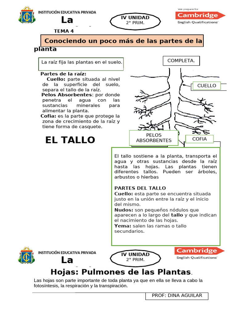 Ficha Continuamos Con Las Partes de La Planta 2 | PDF | Flores | Hoja