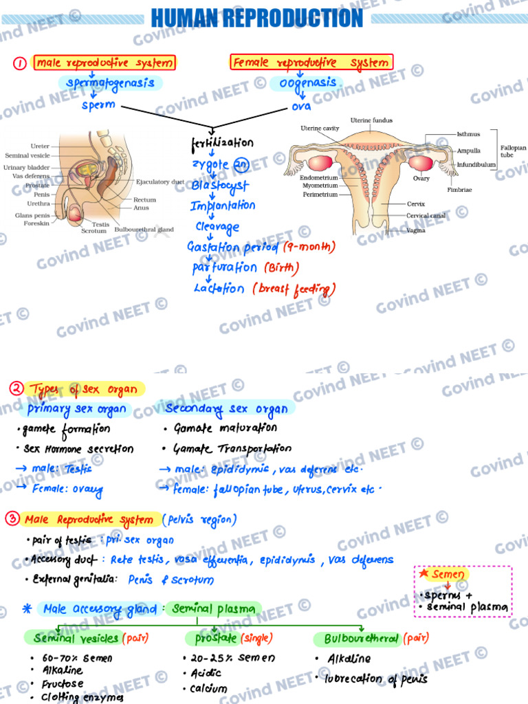 Human Reproduction notes | PDF