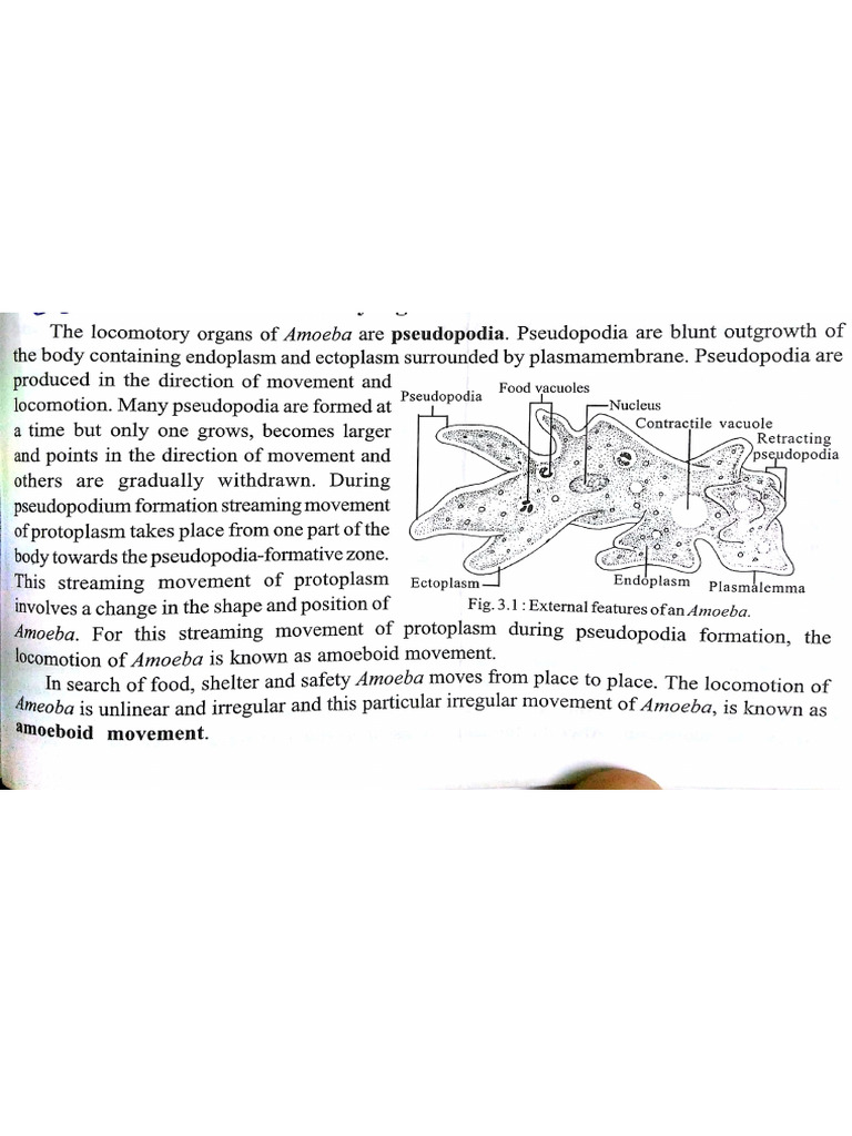 Locomotion in Amoeba: Pseudopodia | PDF