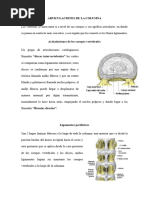 Surco Intertubercular del Húmero | PDF | Articulaciones | Anatomía humana