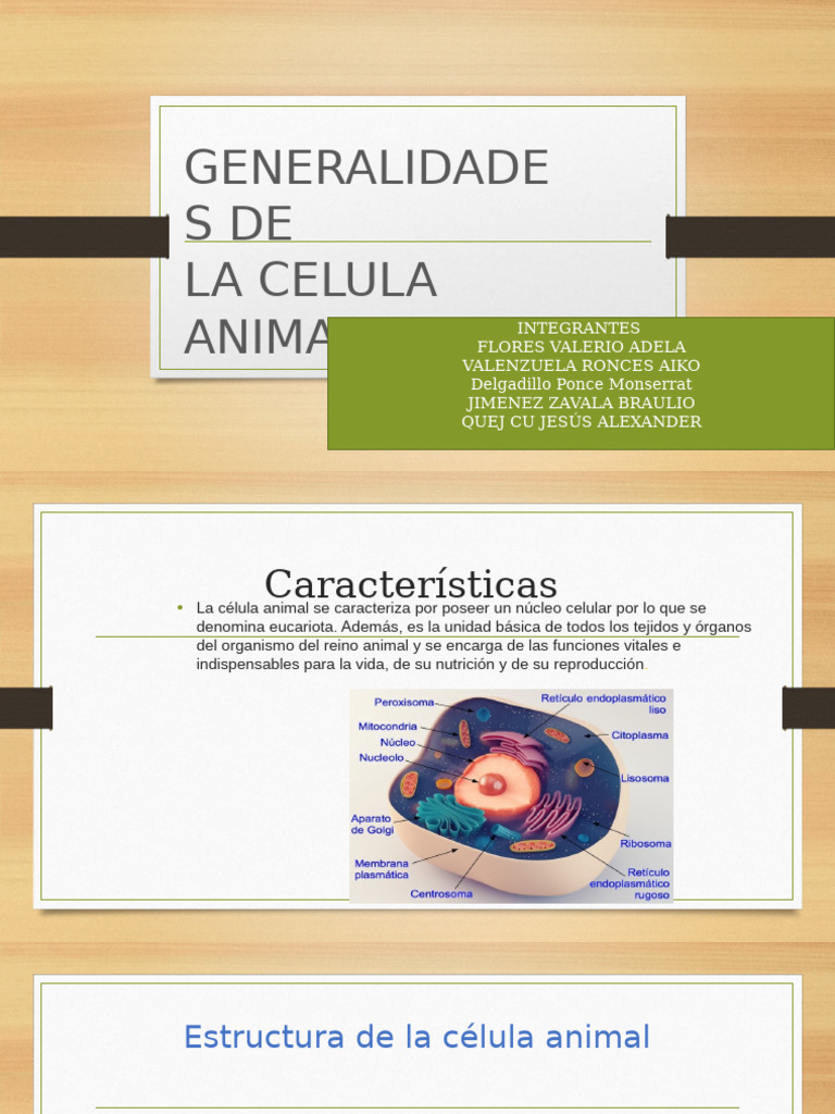 Estructura y Funciones de la Célula Animal | PDF | Citoplasma ...