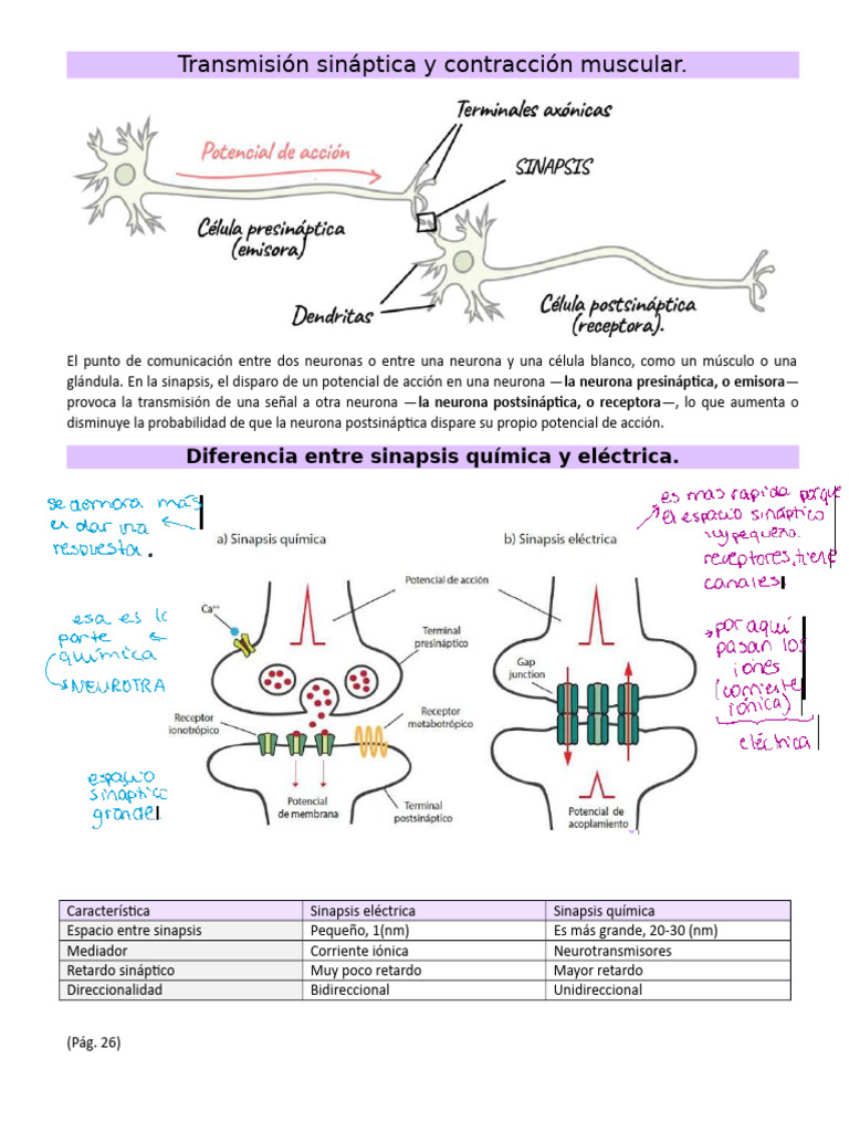 Sinapsis: Tipos y Funciones Neurotransmisores | PDF | Sinapsis ...