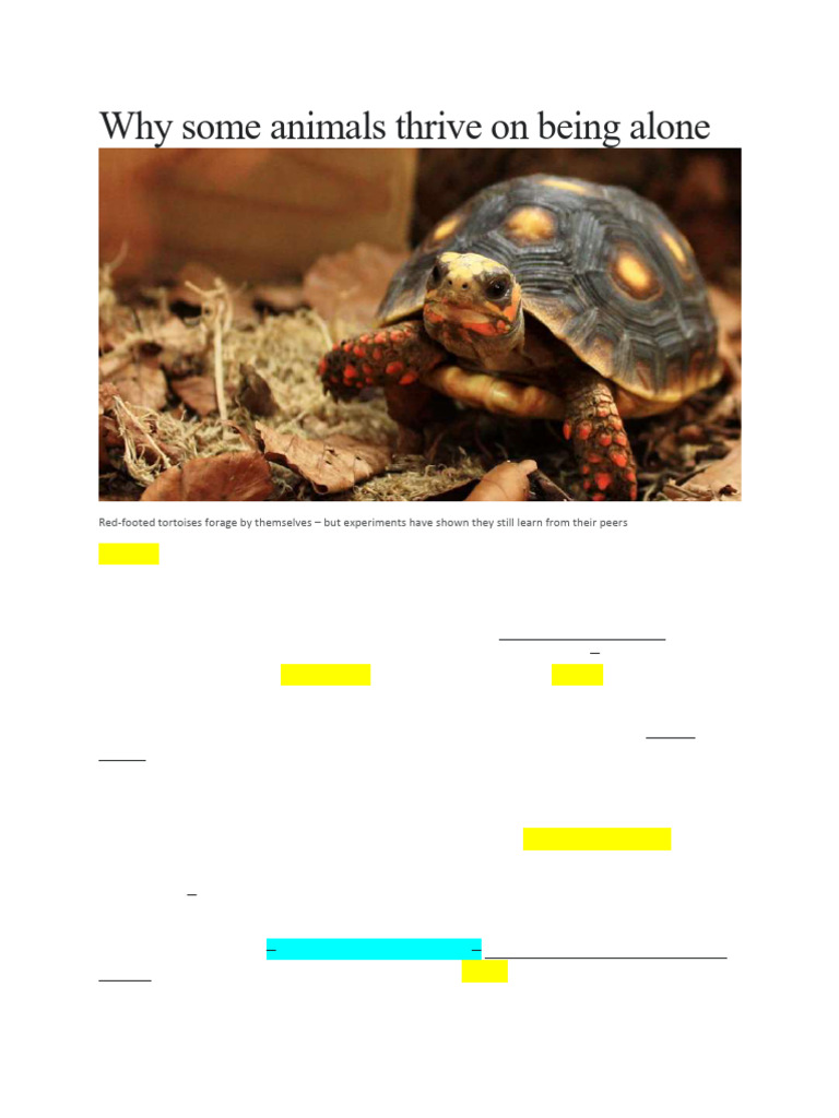 Why Some Animals Thrive On Being Alone | PDF | Predation | Biology