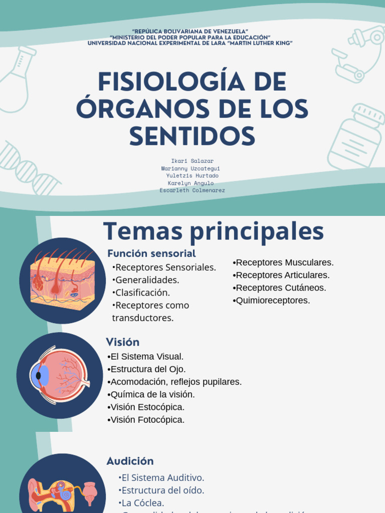 Fisiología de Los Órganos de Los Sentidos PDF | PDF | Ojo humano | Percepción visual