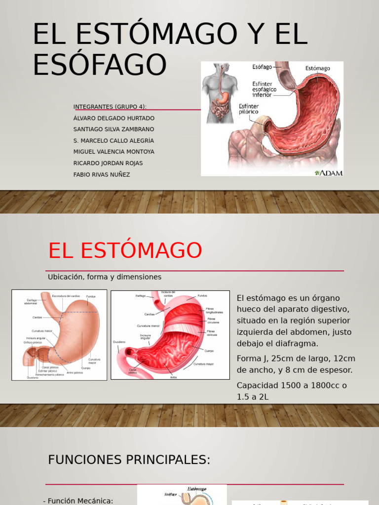 GRUPO 4 El Estomago y El Esofago | PDF
