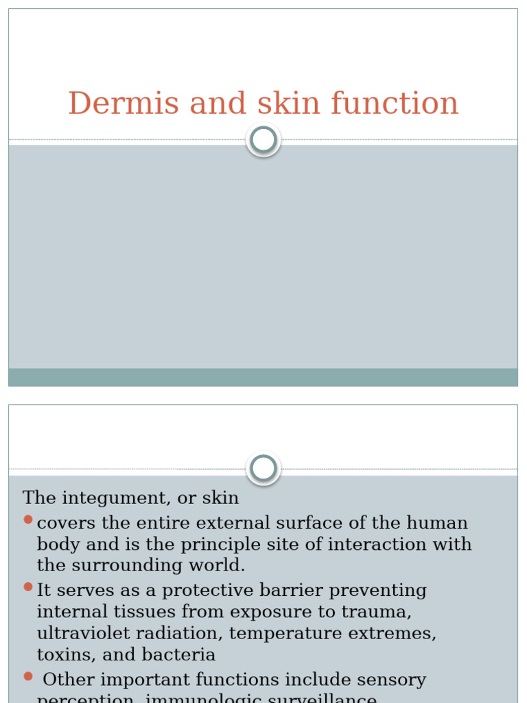 Dermis and Skin Function | PDF | Skin | Connective Tissue