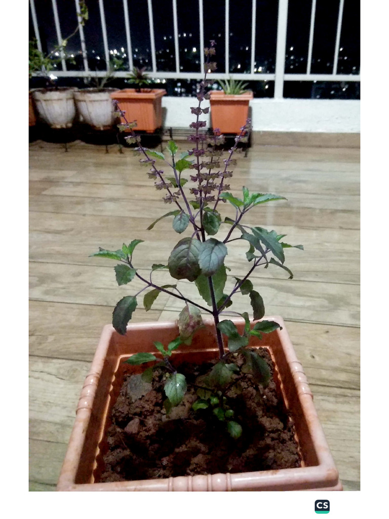 Tree Plantation Activity 4 | PDF