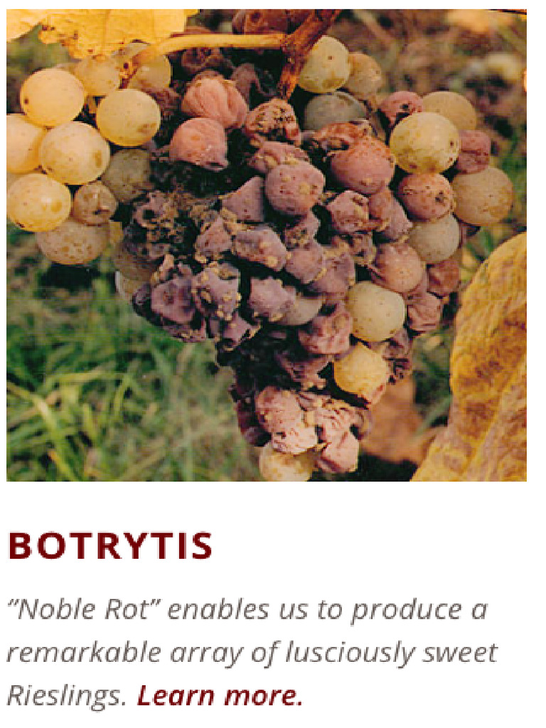 Picture of Riesling Grapes With Botrytis | PDF