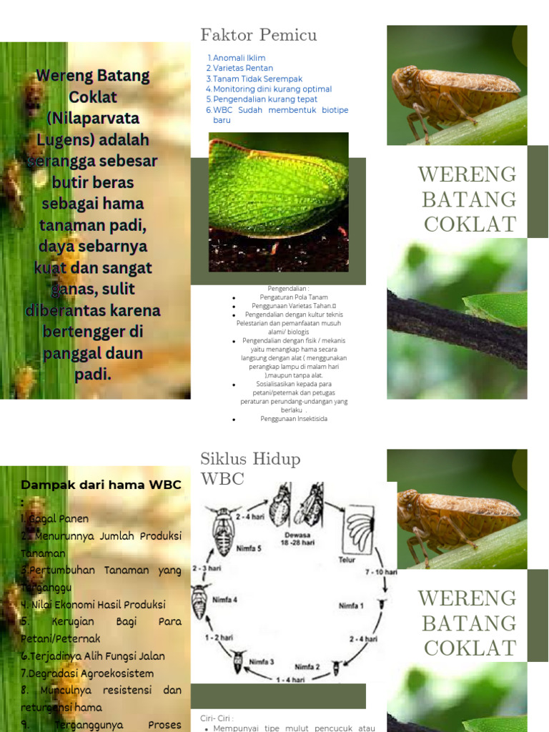Pengendalian Wereng Batang Coklat Padi | PDF