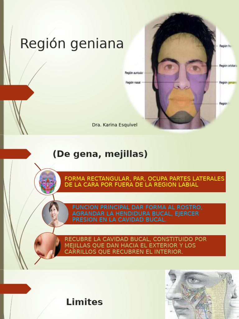 Región Geniana de La Cara. | PDF | Anatomía | Anatomía de los primates