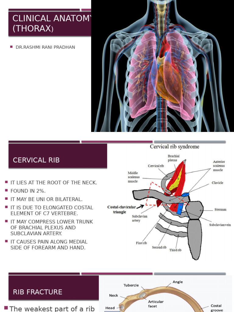 Clinical Anatomy (Thorax) | PDF | Thorax | Thorax (Human Anatomy)