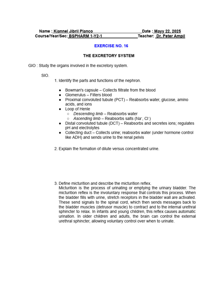 Lab Exercise - Urinary System | PDF | Urinary System | Genitourinary System