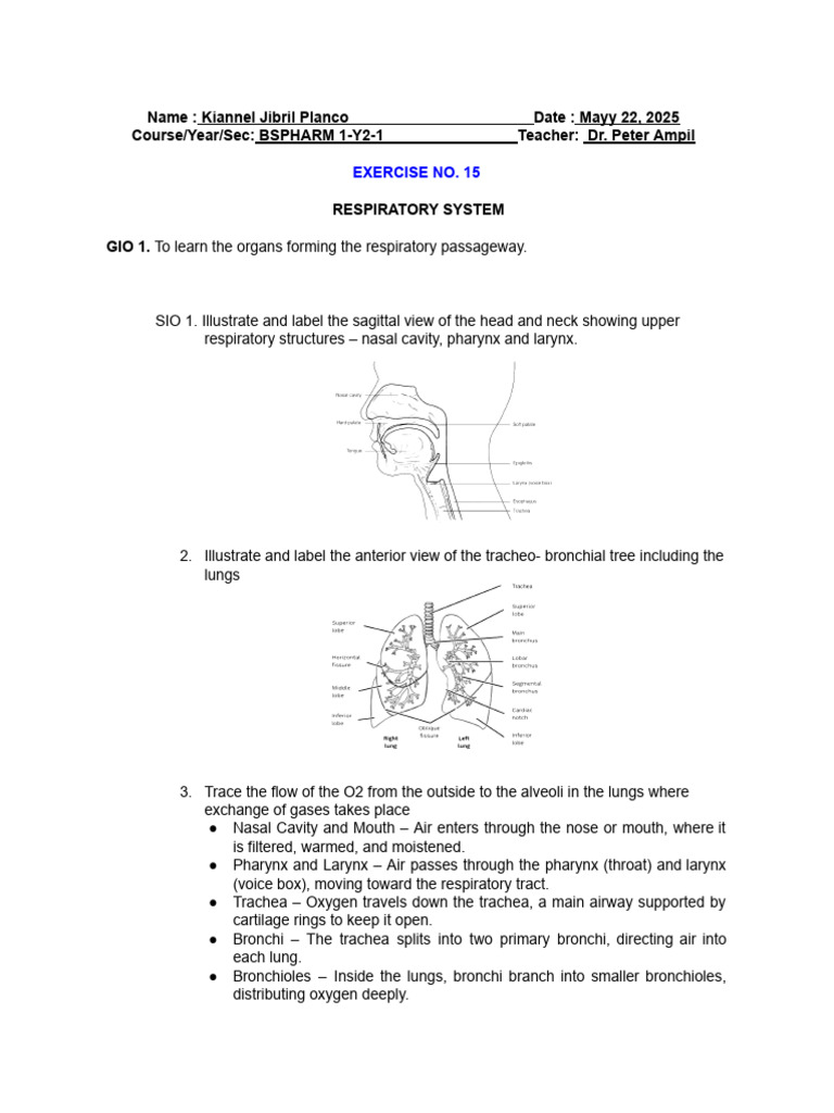 LAB EXERCISE - Respiratory System | PDF | Exhalation | Respiratory Tract