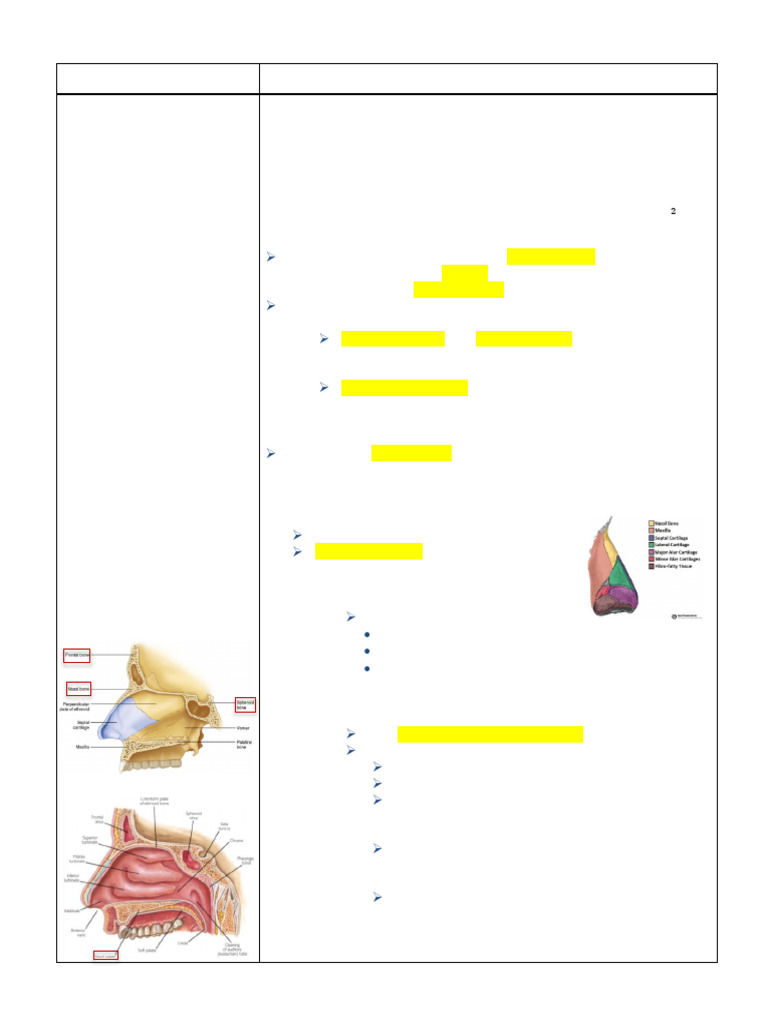 ANAPHY Lessons (RESPIRATORY SYSTEM) | PDF | Respiratory Tract | Lung