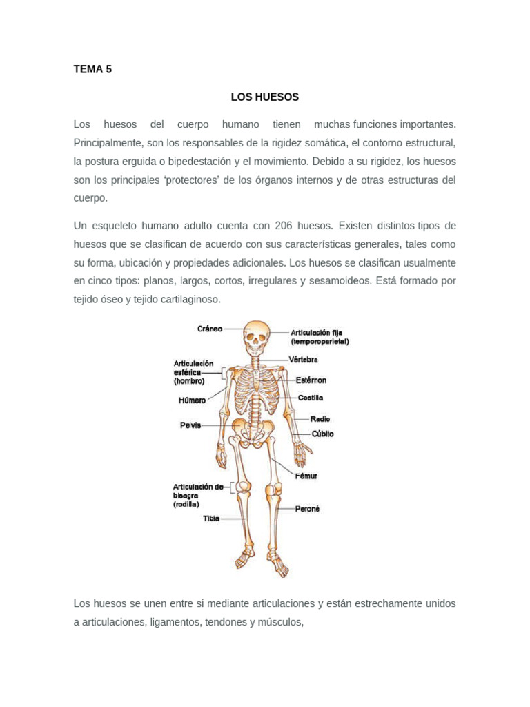 Tema 5 Los Huesos | PDF