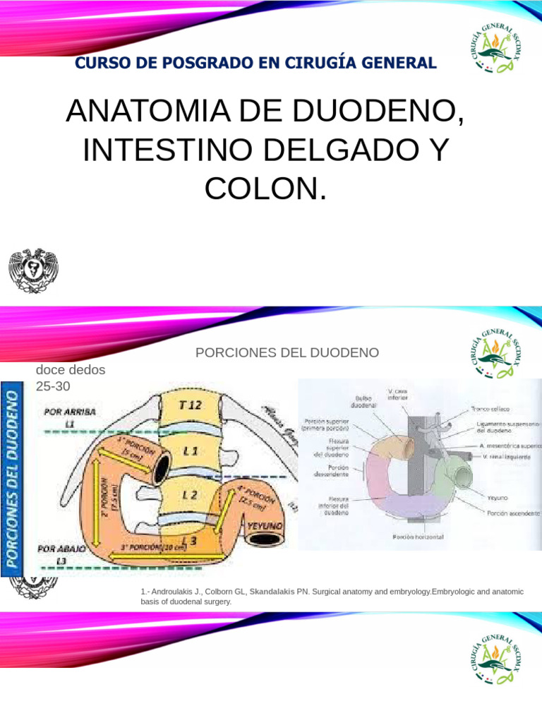 Duodeno, Delgado, Colon | PDF | Intestino grueso | Sistema digestivo