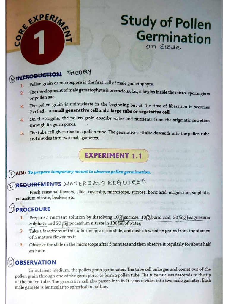 Pollen Germination | PDF