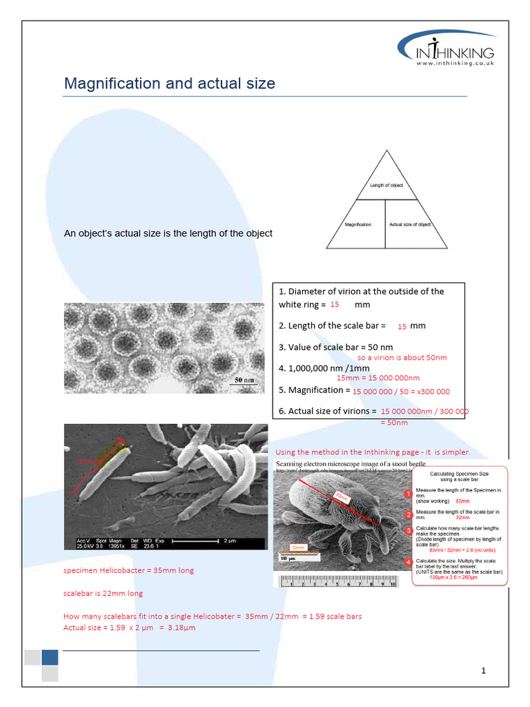 Magnification Actual Size Jack Ms | PDF | Optics