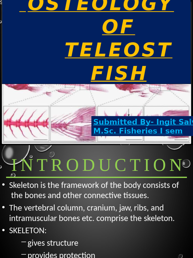 Osteology of Teleost | PDF